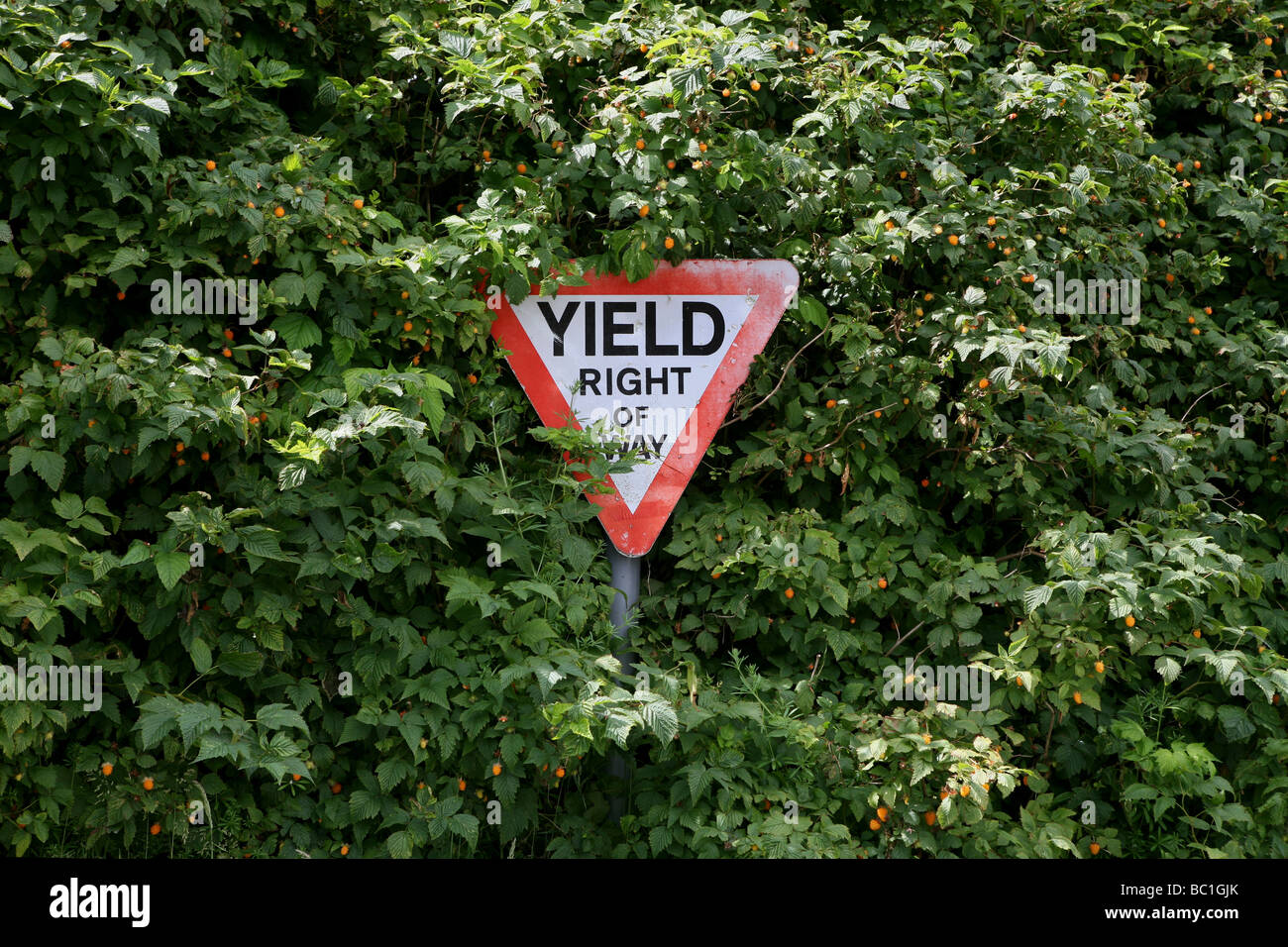 An Irish Yield sign obscured by bushes Stock Photo - Alamy