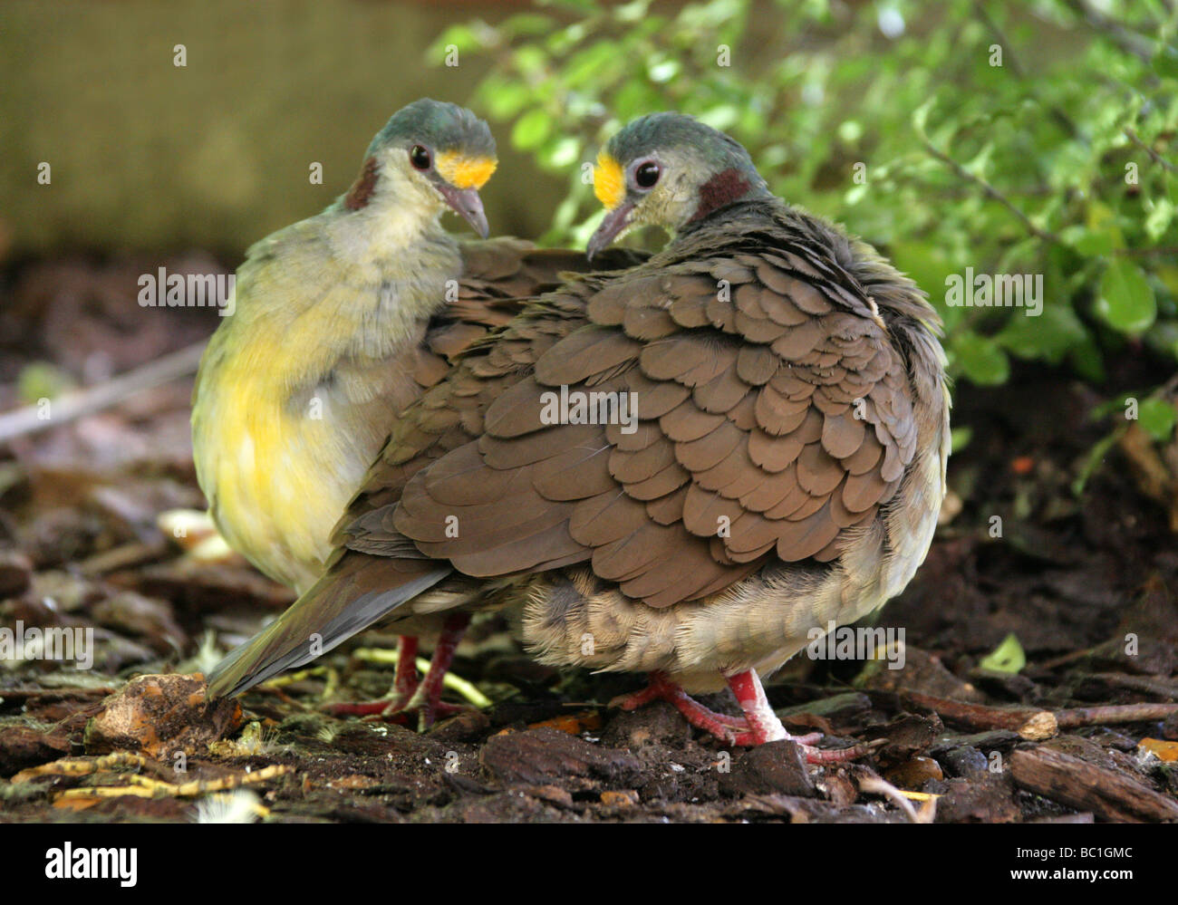 Sulawesi Ground-dove or Yellow-breasted Ground-dove, Gallicolumba ...