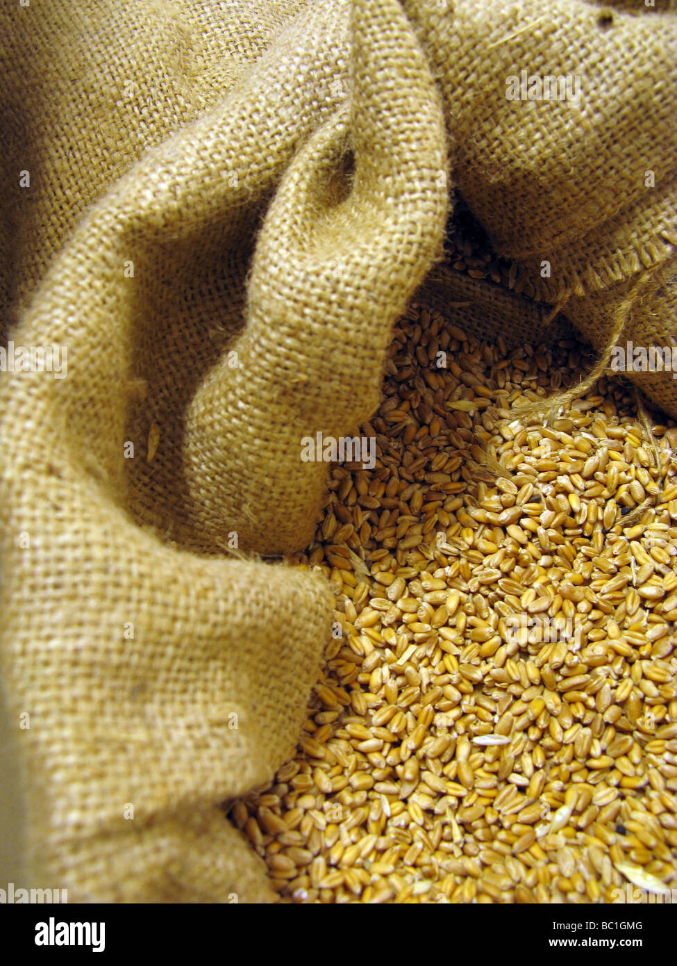 sack full of dry wheat grains Stock Photo - Alamy