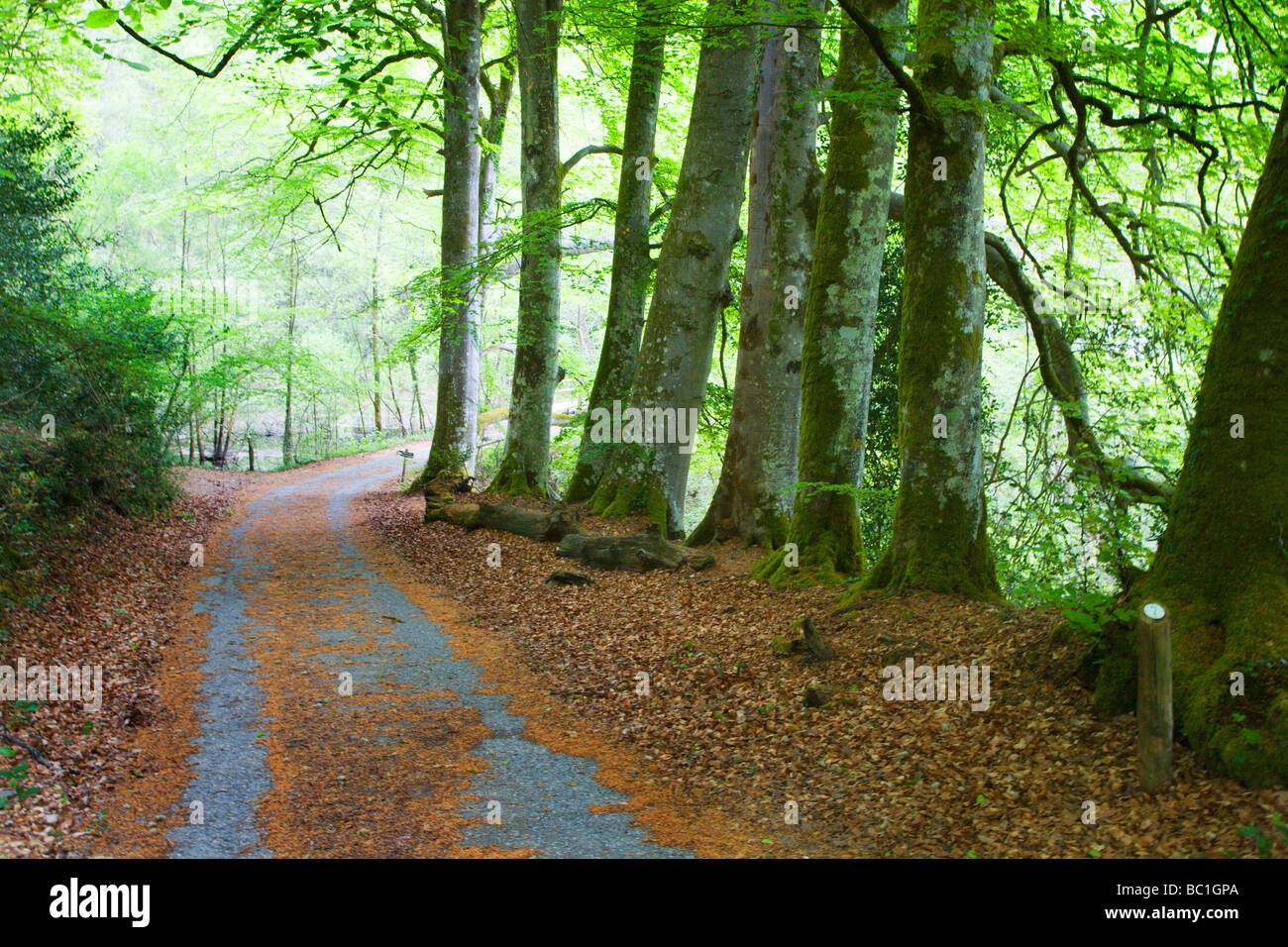 Woodland trail beech trees hi-res stock photography and images - Alamy
