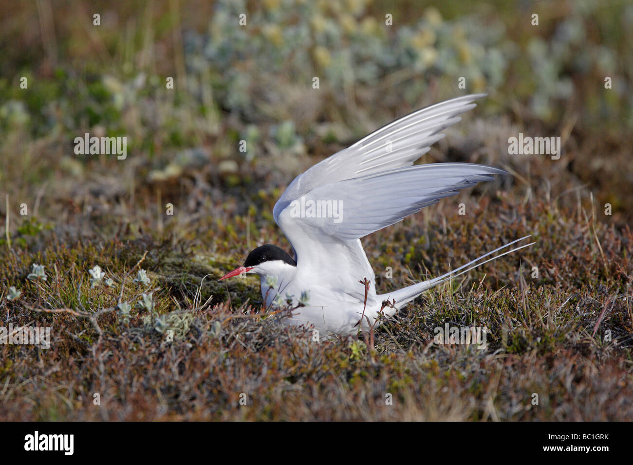 Tern on nest hi-res stock photography and images - Alamy