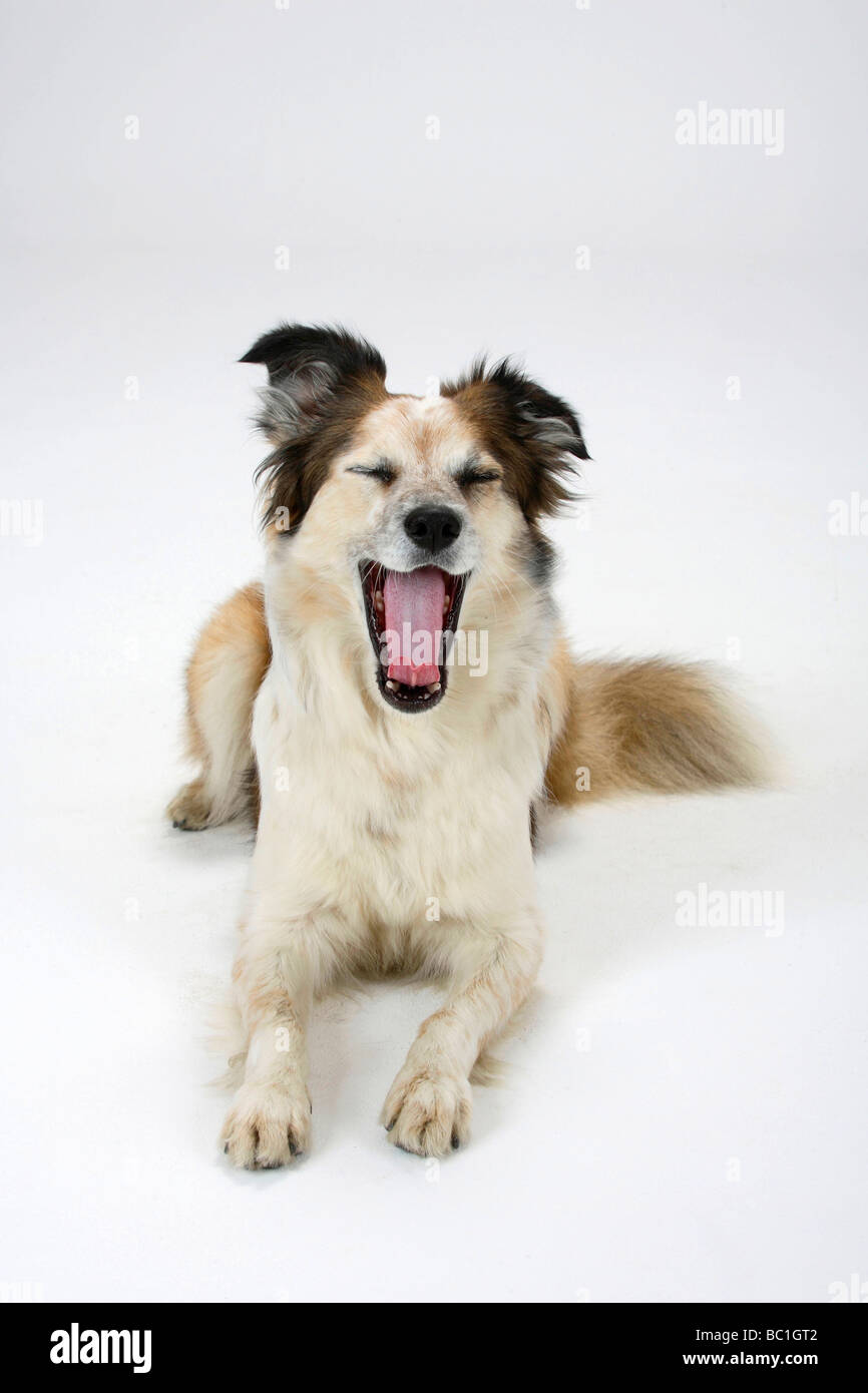 Mixed Breed Dog crossbred Border Collie Stock Photo - Alamy