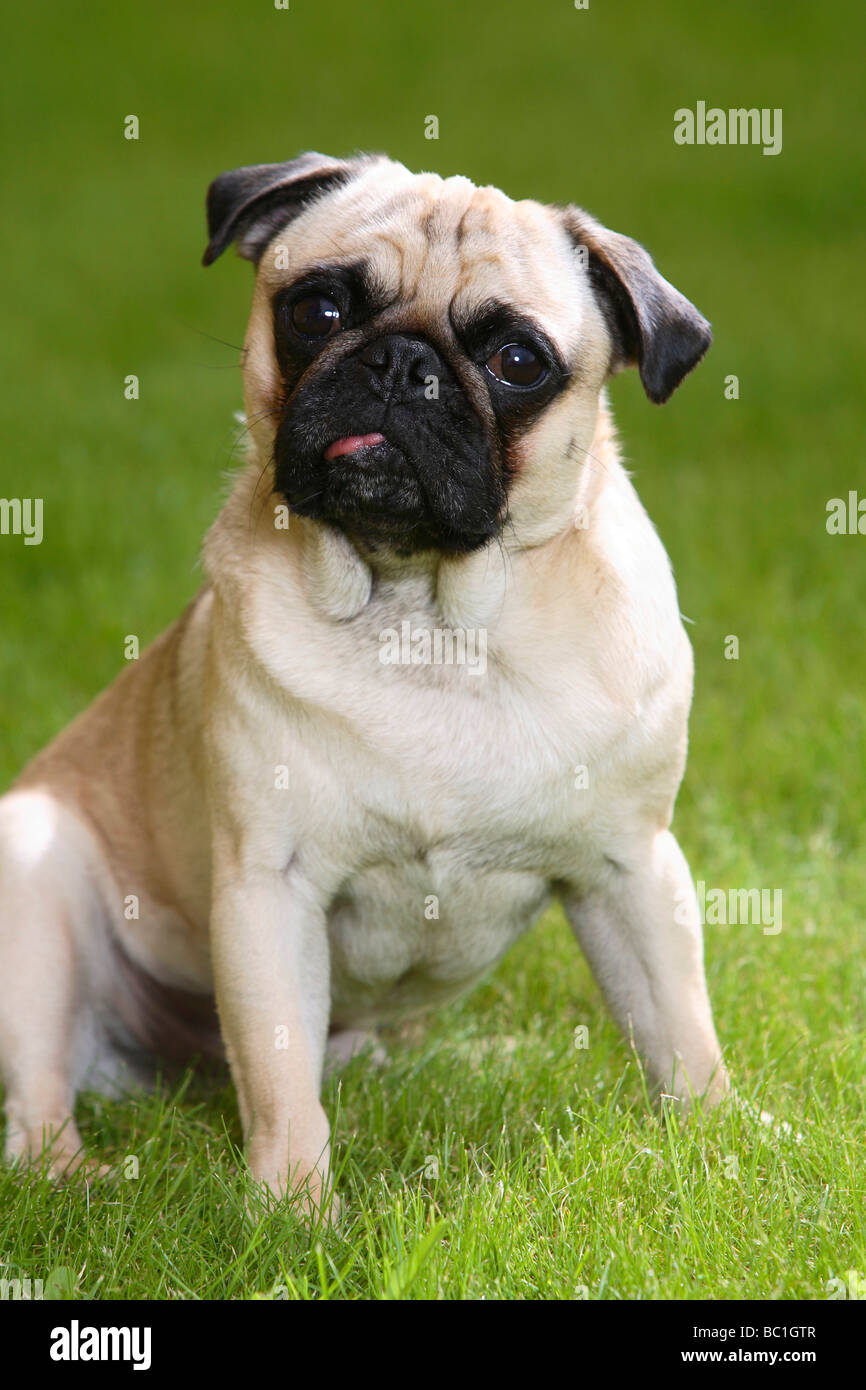 Outdoor pug hi-res stock photography and images - Alamy