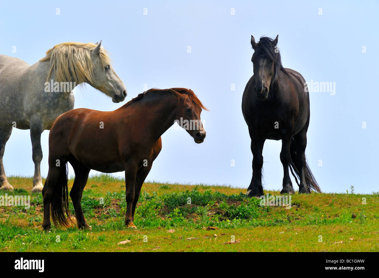 Horse behavior hi-res stock photography and images - Alamy
