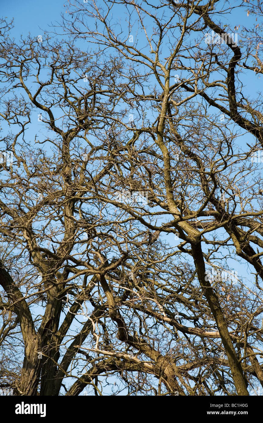 branch of a tree against a background of sky Stock Photo - Alamy