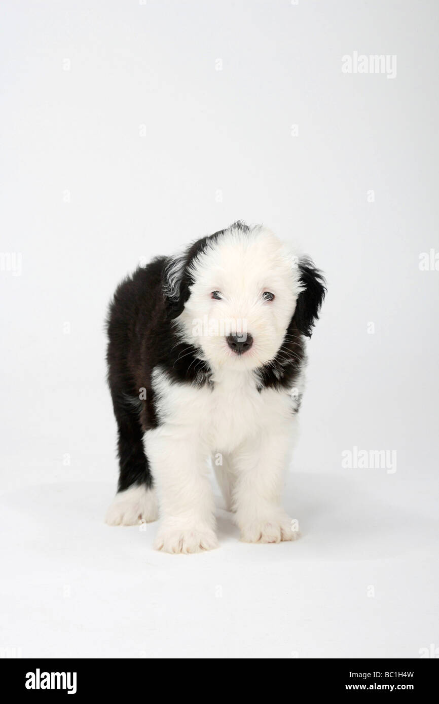 Old English Sheepdog puppy 6 weeks Bobtail Stock Photo - Alamy