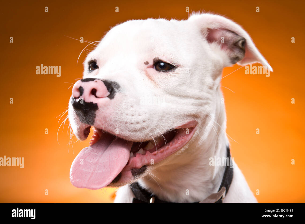 Cute staffy hi-res stock photography and images - Alamy