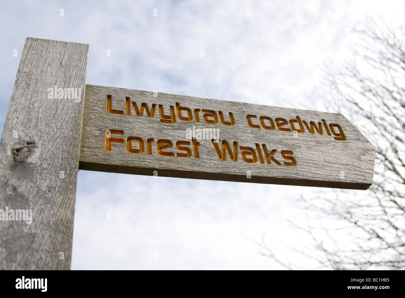 Wooden sign for Forest Walks Llwybrau coedwig Wales UK Stock Photo - Alamy