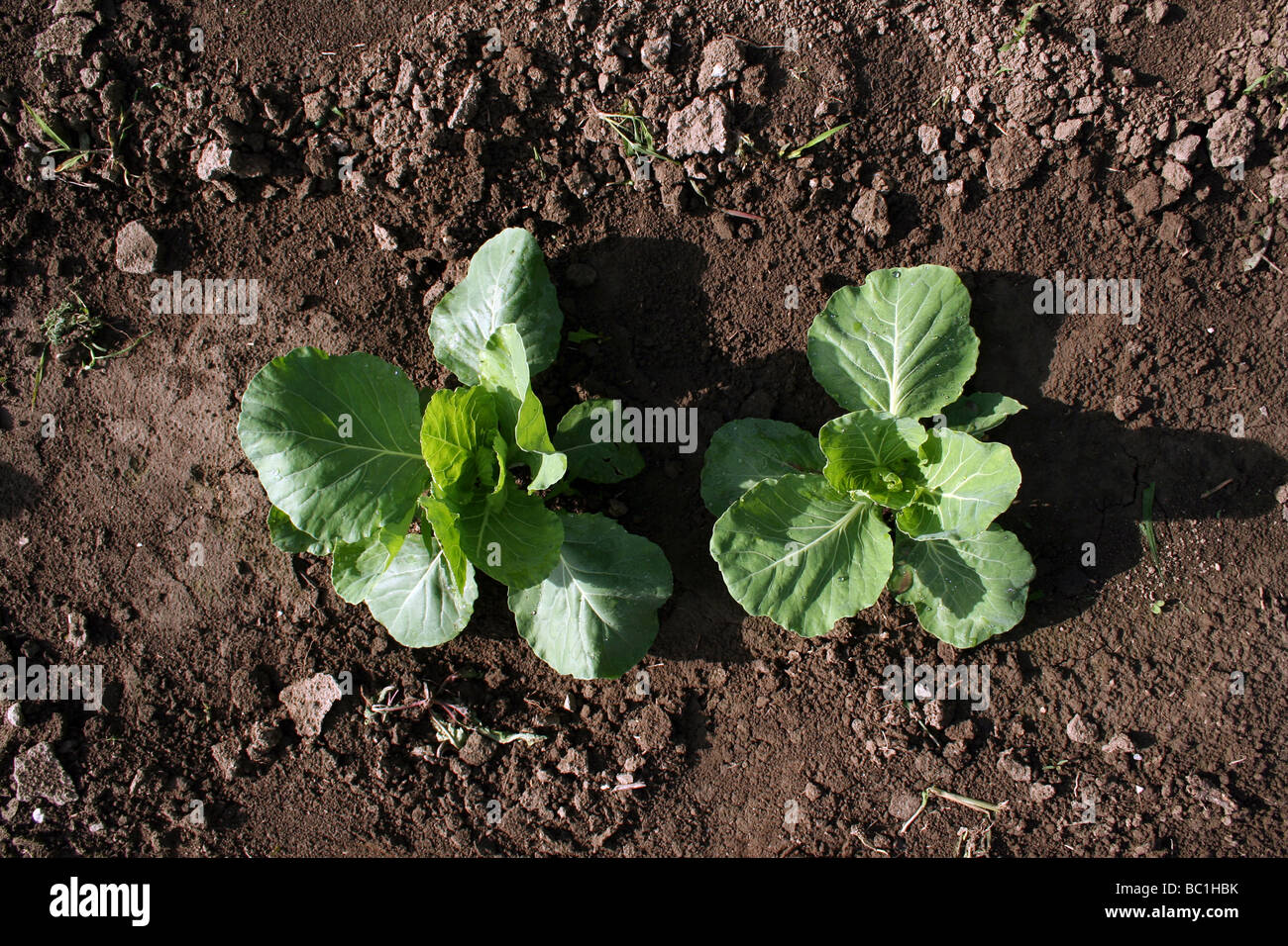Two cabbage plants Stock Photo - Alamy