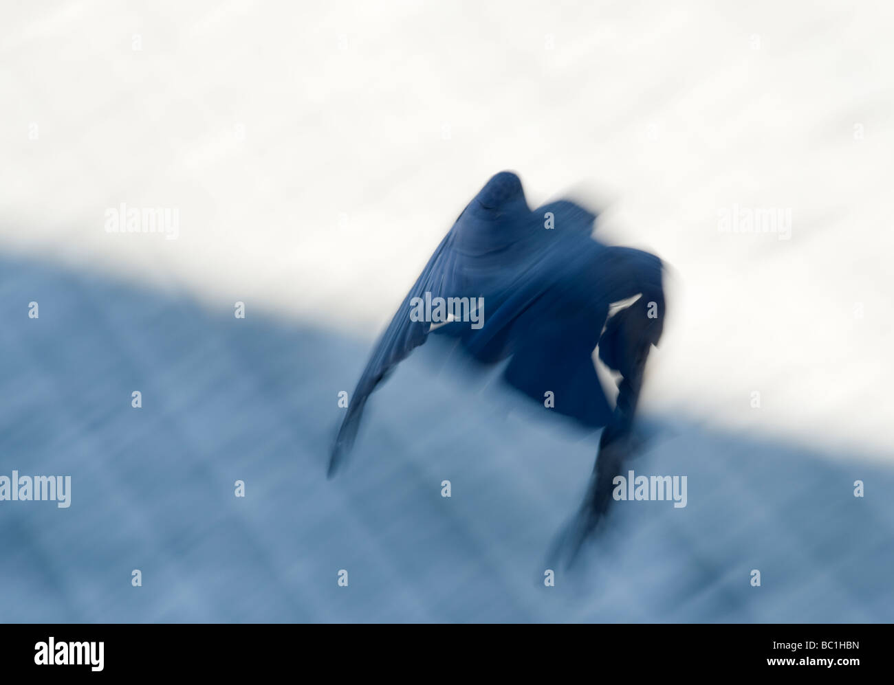 crow flying, "half abstract" concept Stock Photo - Alamy