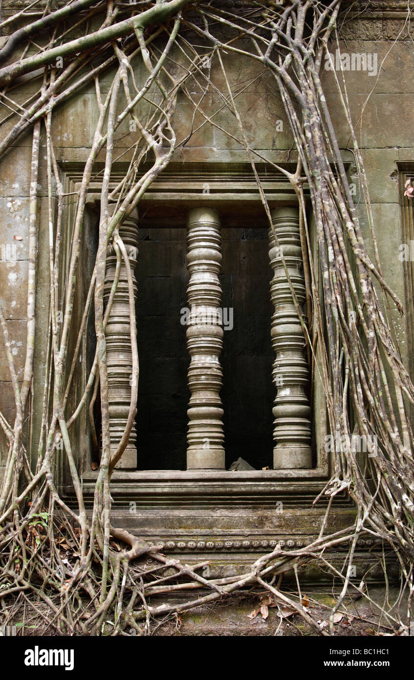 Tree roots covering building ruins hi-res stock photography and images ...