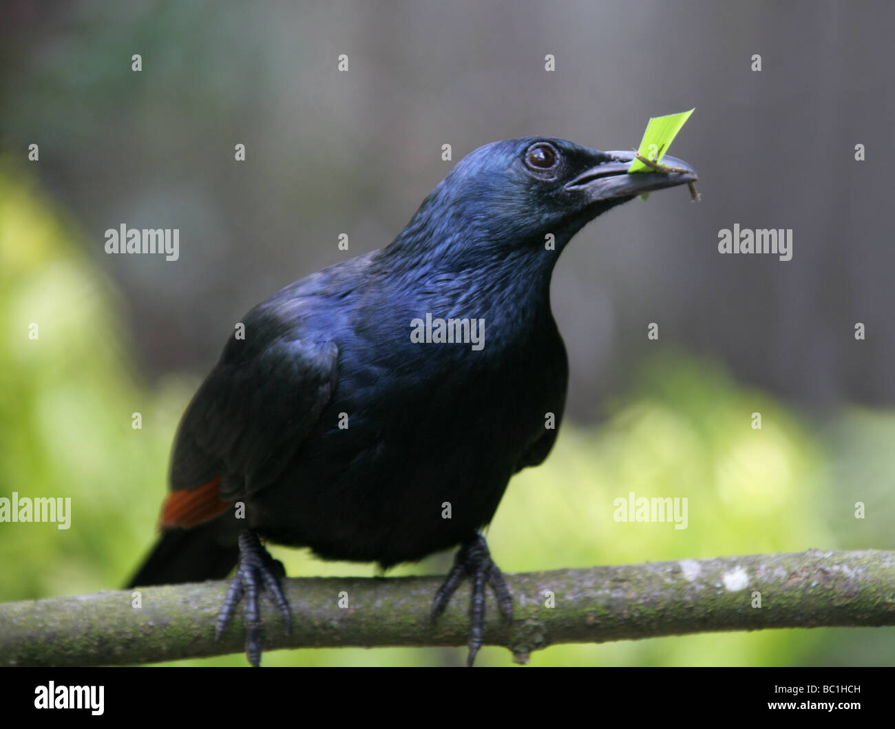 Red-winged Starling (Male) with Nest Building Material, Onychognathus ...