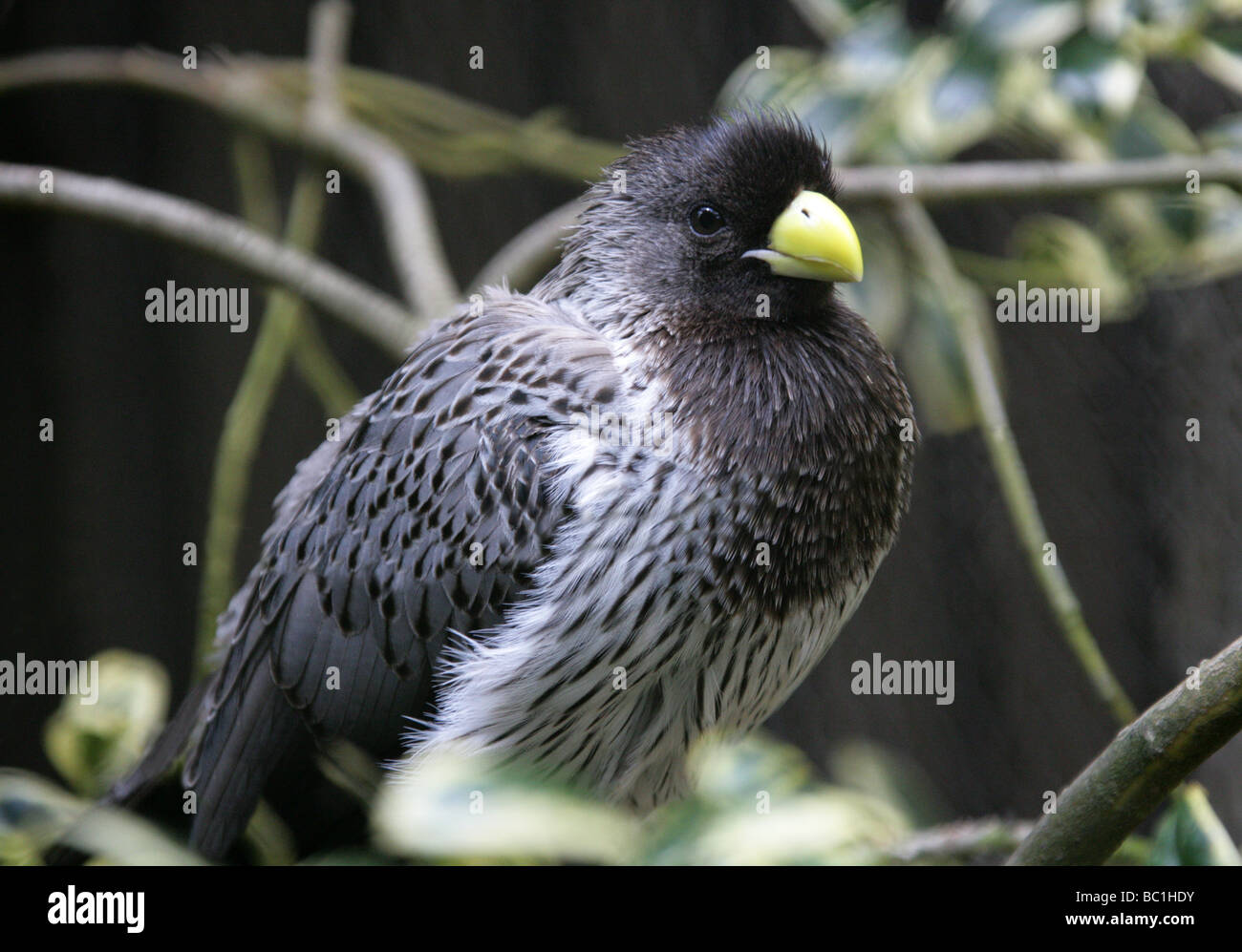 Family musophagidae hi-res stock photography and images - Alamy