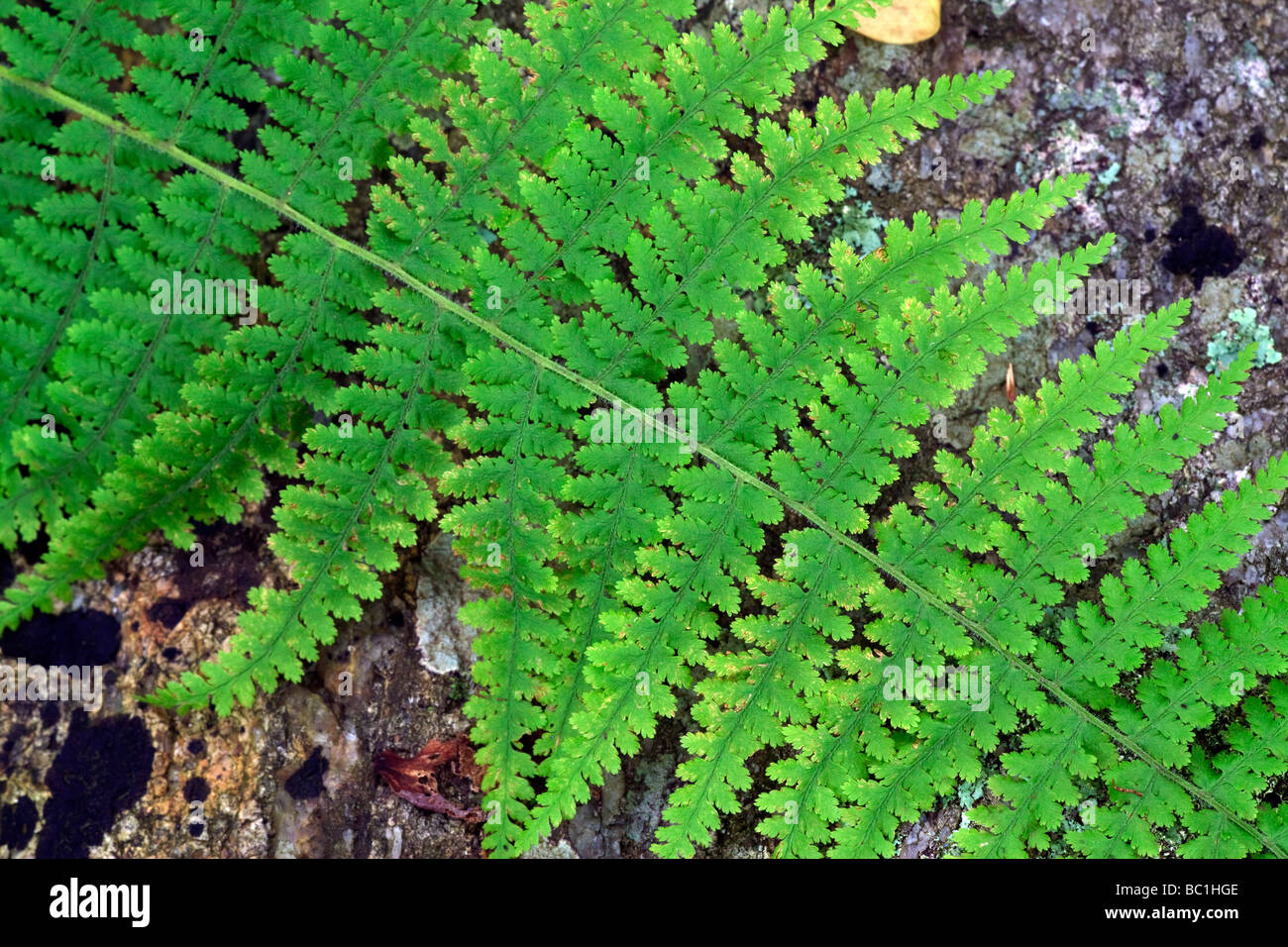 Pteridophyta hi-res stock photography and images - Alamy
