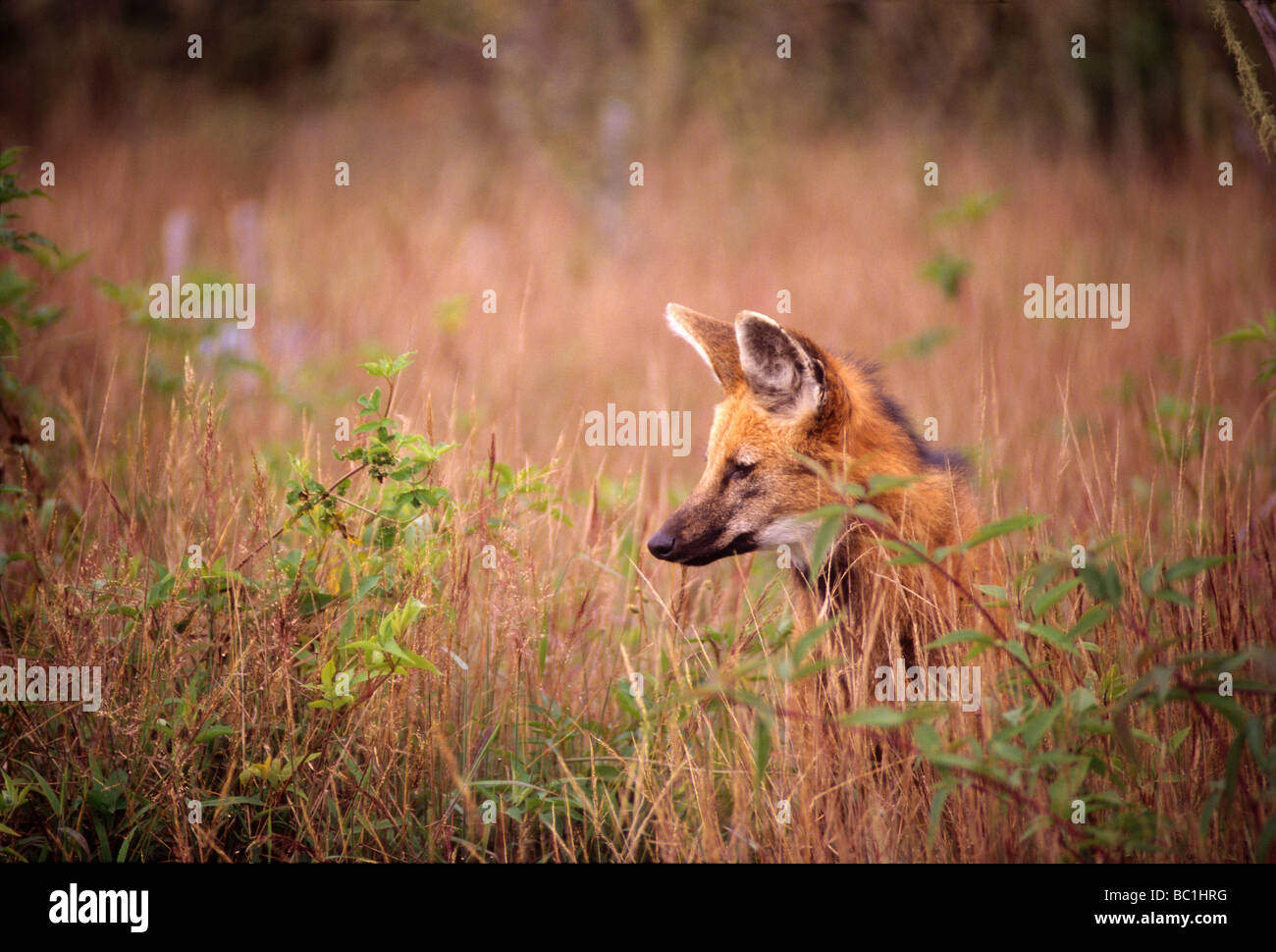 Maned wolf in Ibitipoca National Park in Minas Gerais State, Brazil ...