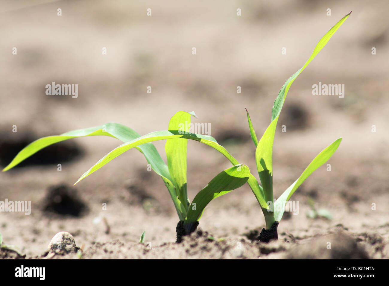 Young Corn Plants Pushing Up Through Earth Stock Photo - Alamy