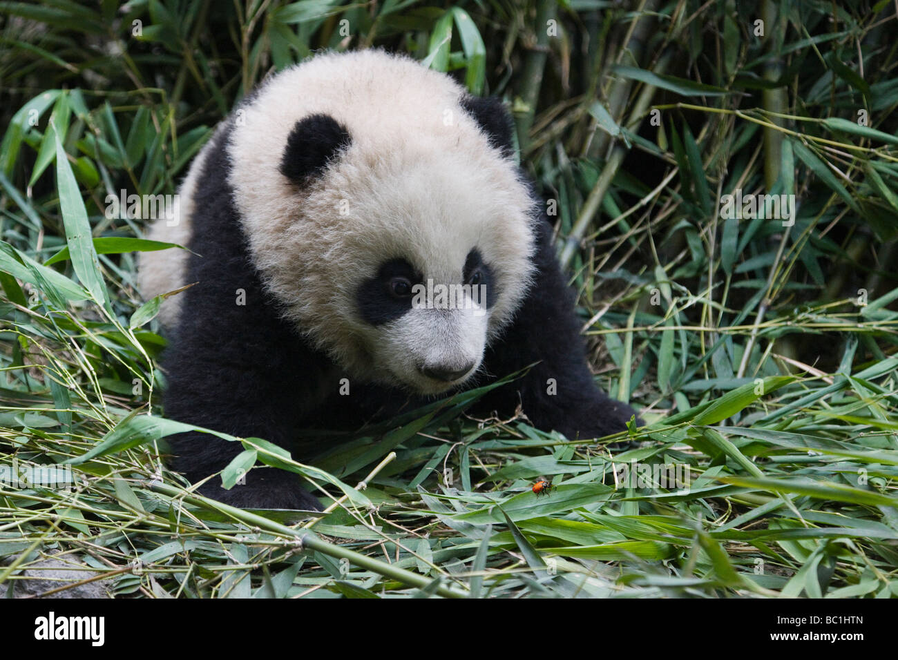 Giant Panda cub looking at a lady bug in the bamboo bush Wolong Sichuan ...