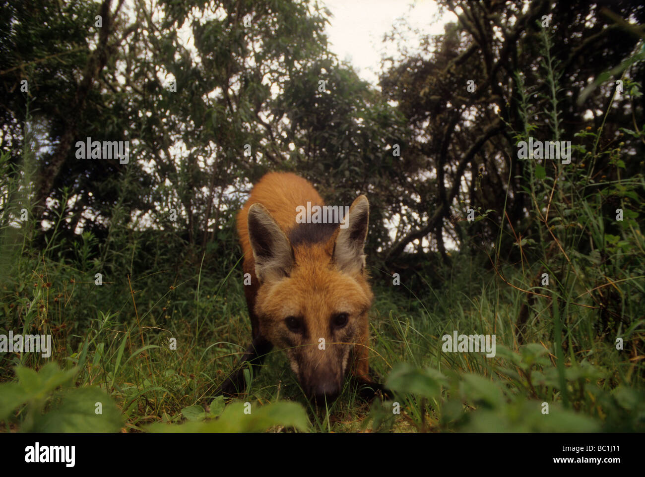 Maned wolf in brazil hi-res stock photography and images - Alamy