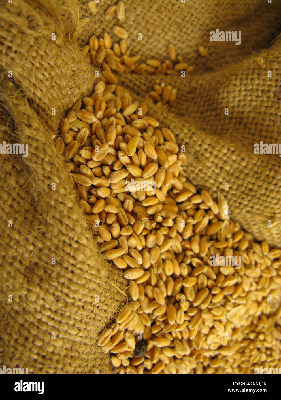 sack full of dry wheat grains Stock Photo - Alamy
