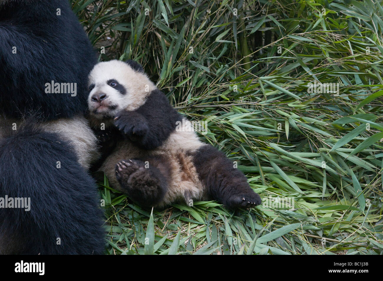 Giant Pandas mother and cub in the bamboo bush Wolong Sichuan China ...