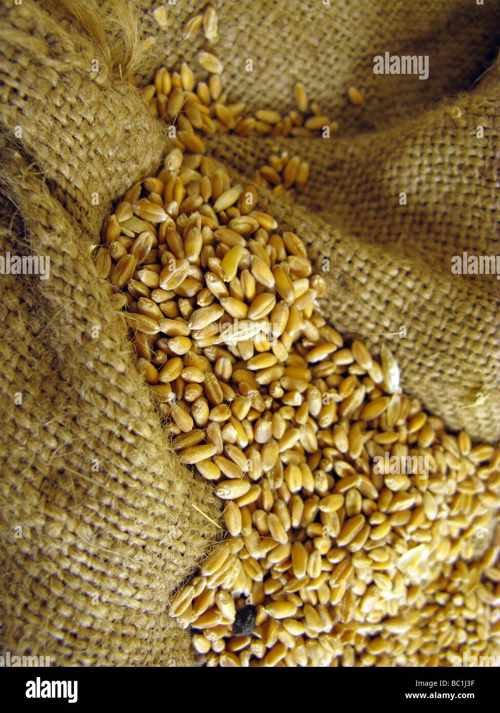 sack full of dry wheat grains Stock Photo - Alamy