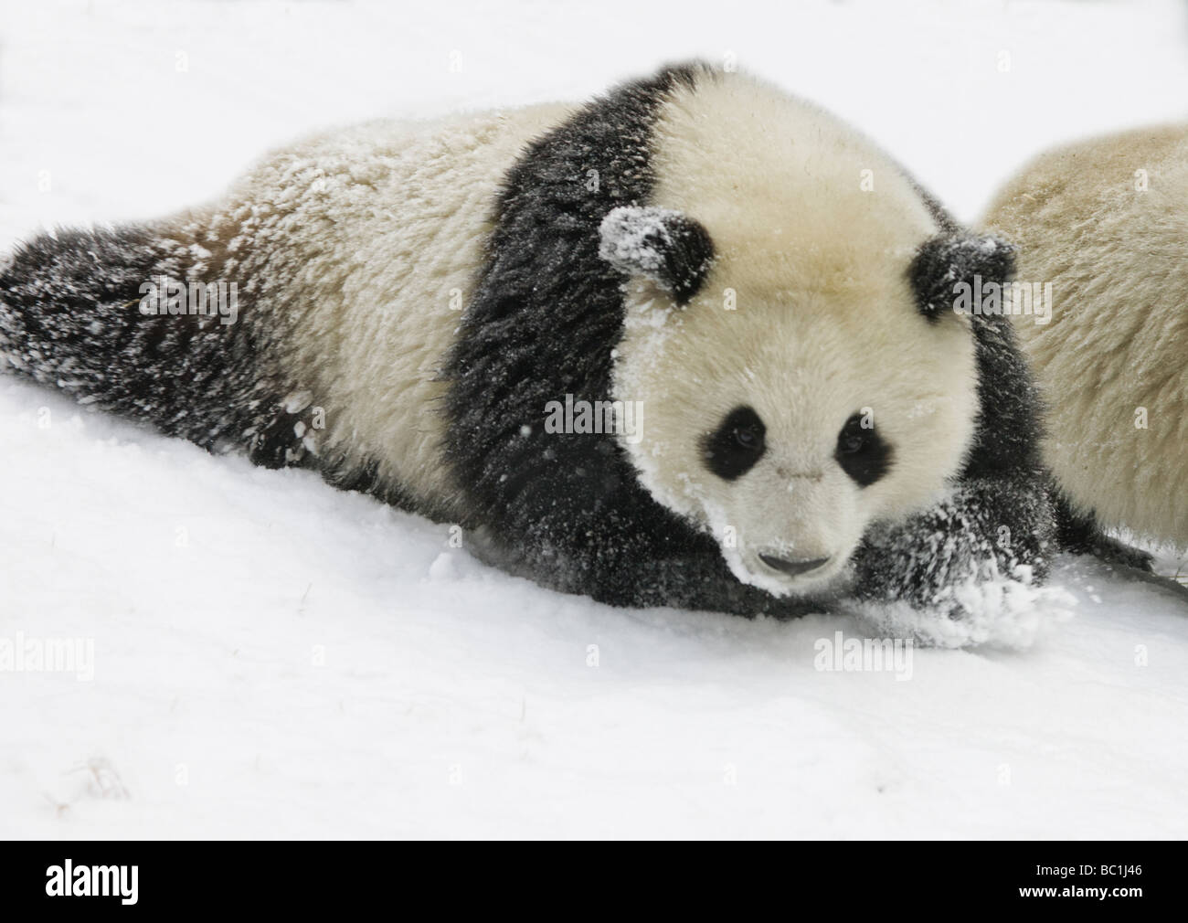 Panda Cubs In Snow