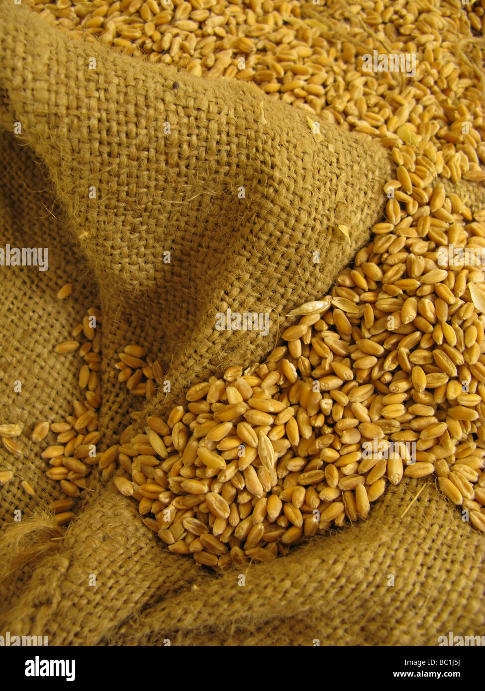 sack full of dry wheat grains Stock Photo - Alamy