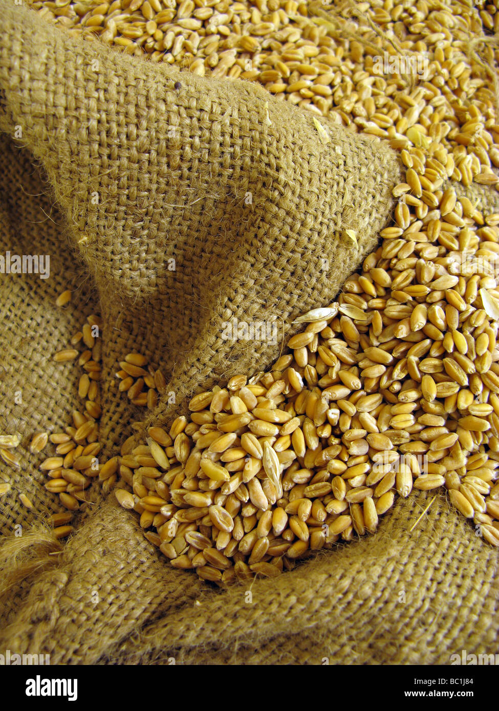 sack full of dry wheat grains Stock Photo - Alamy
