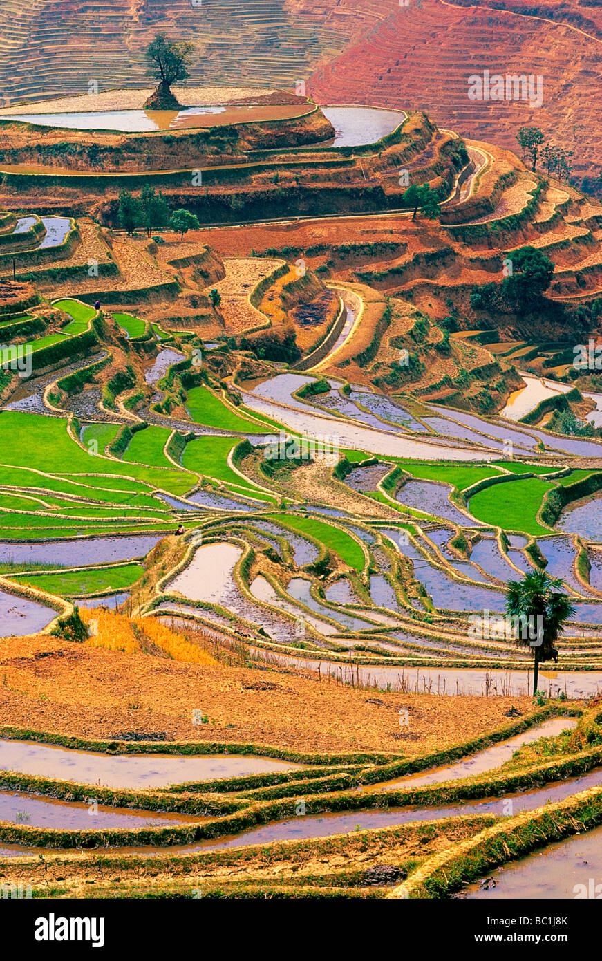 Asia, China,Yunnan, Yuxi Region, Yuanjiang. Green and gold fields in ...