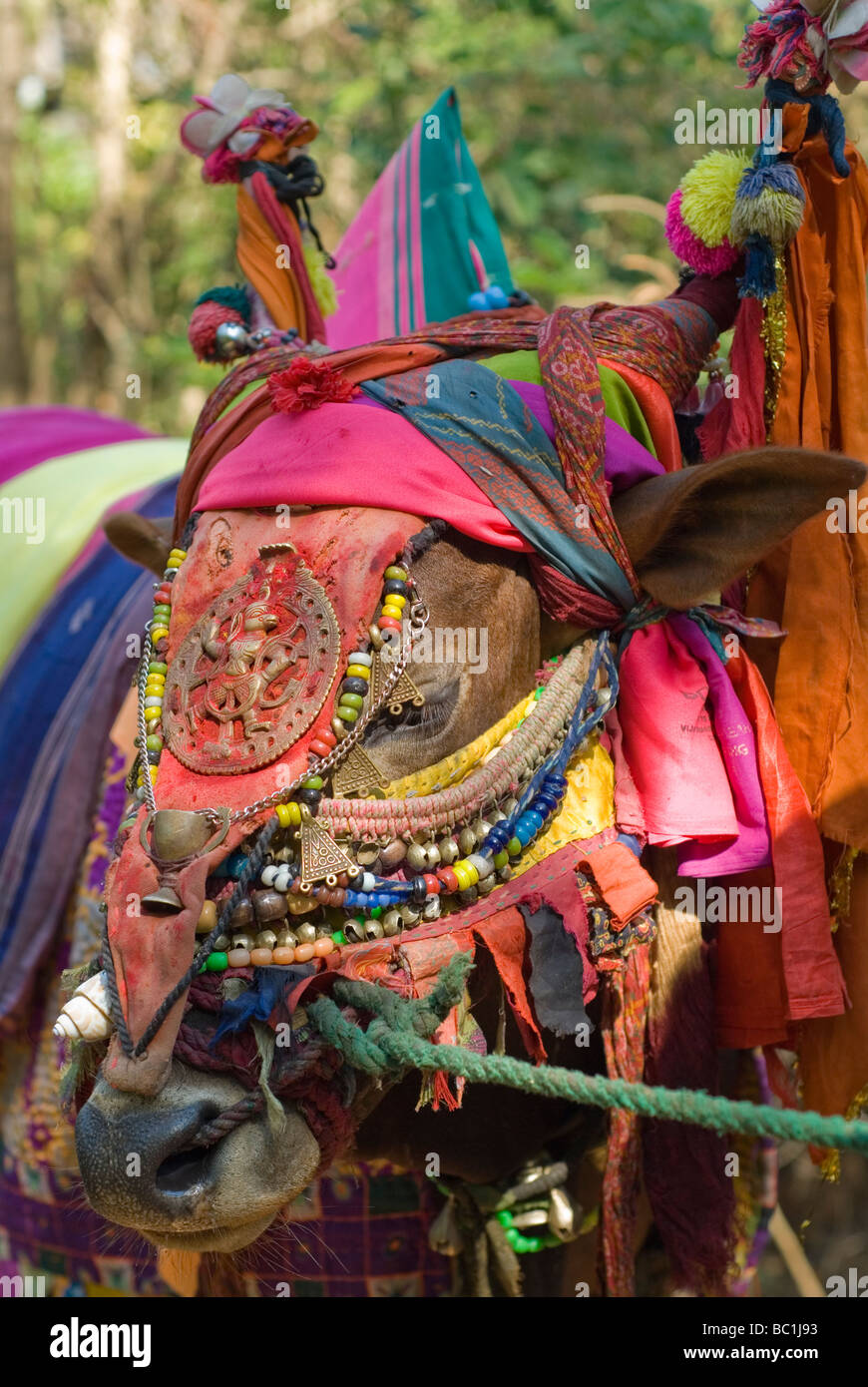 Indian "holy cow", richly decorated for display (and alms gathering ...