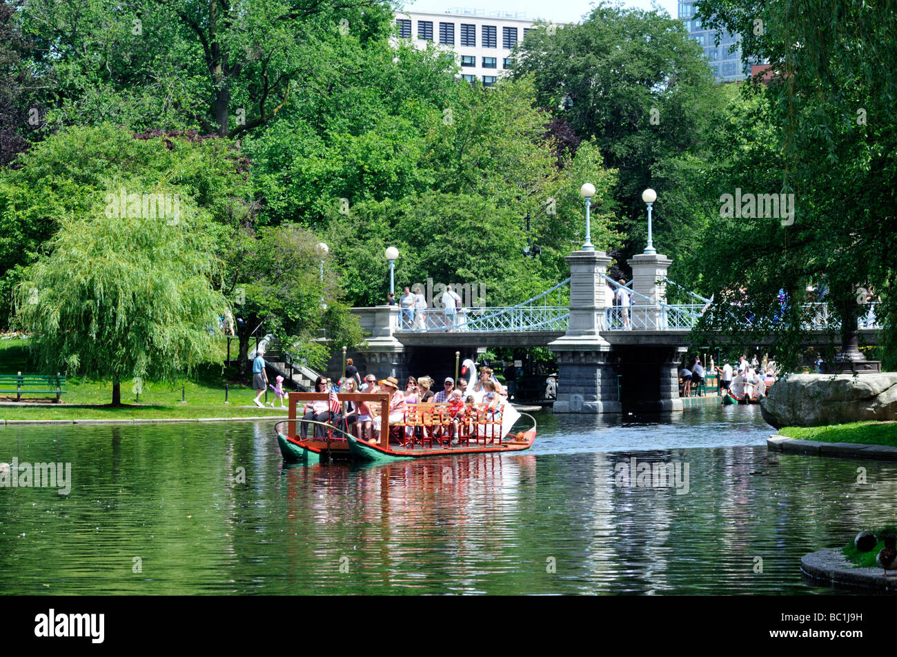 Swan boats in lagoon in Boston Public Gardens with footbridge locateed ...