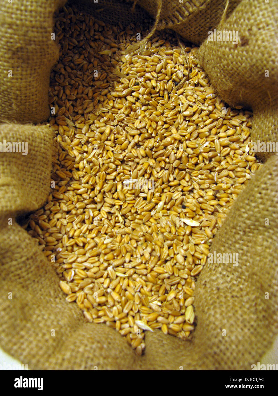 sack full of dry wheat grains Stock Photo - Alamy