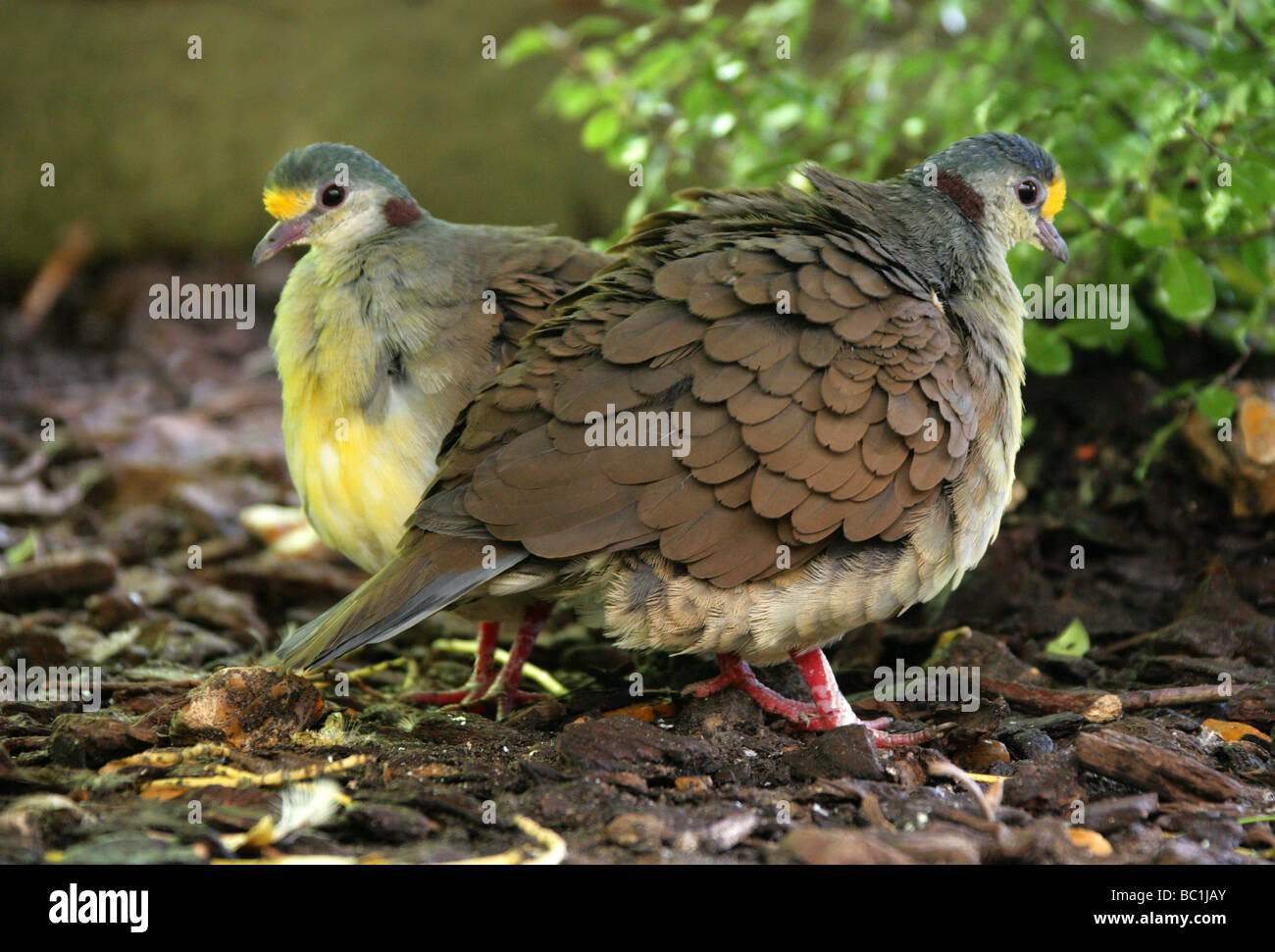 Sulawesi Ground-dove or Yellow-breasted Ground-dove, Gallicolumba ...