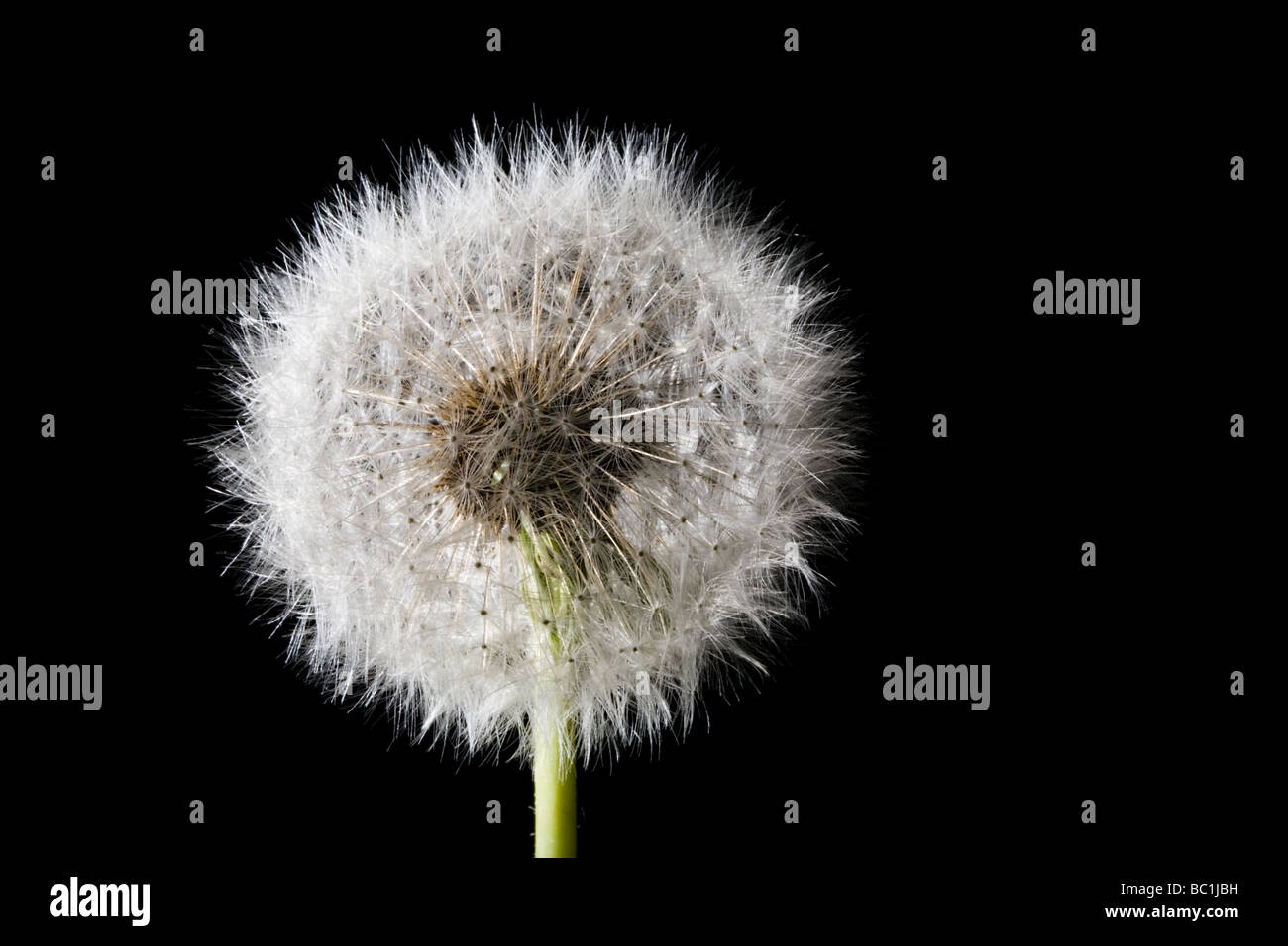 Ball of fuzz hi-res stock photography and images - Alamy
