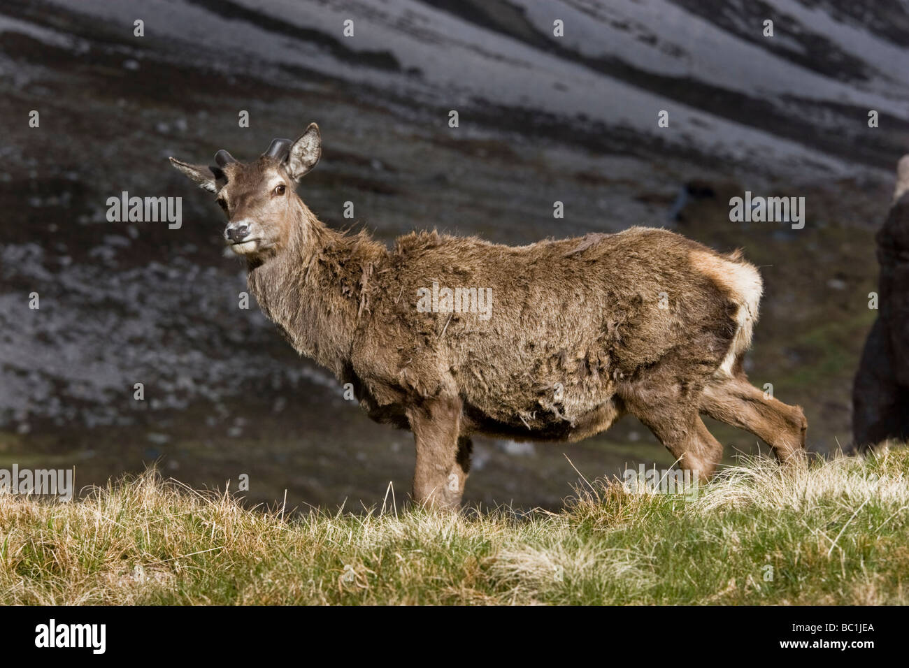 Red deer stag re-growing antlers during the summer moult on Ben Eighe ...