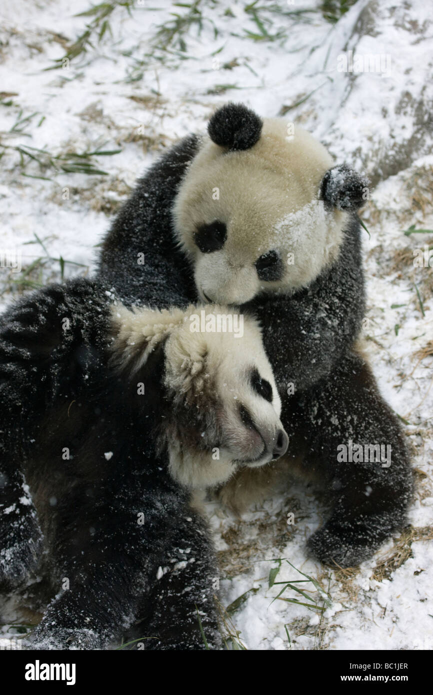 Panda Cubs Playing In Snow
