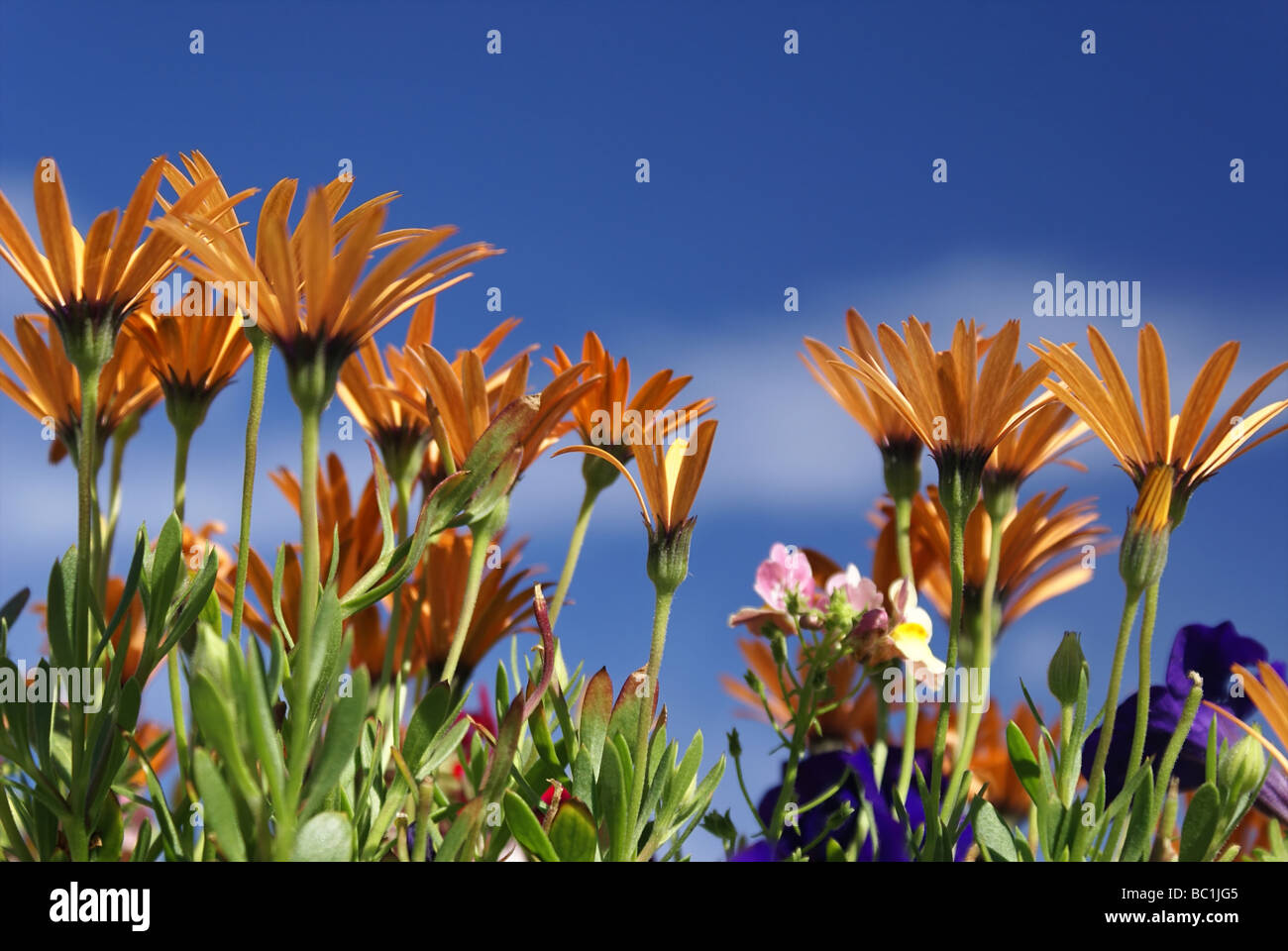 Deep purple flowers with white eye hi-res stock photography and images ...