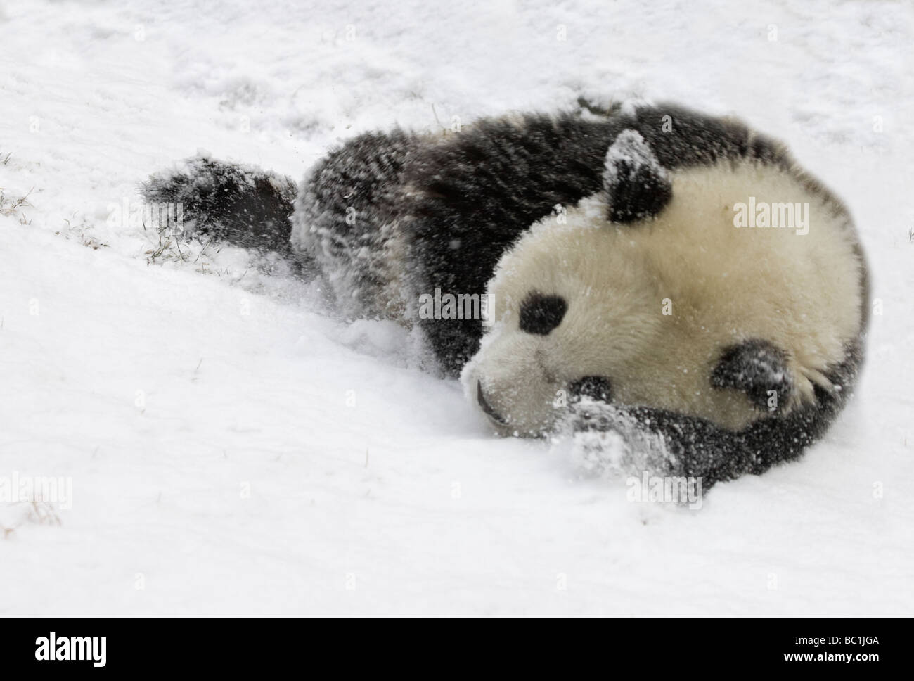 Panda cub hi-res stock photography and images - Alamy