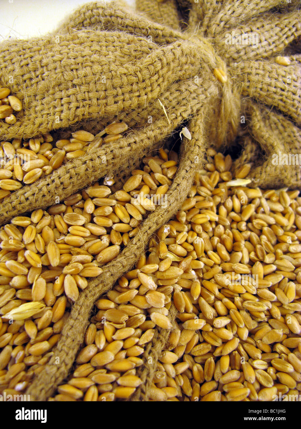 sack full of dry wheat grains Stock Photo - Alamy