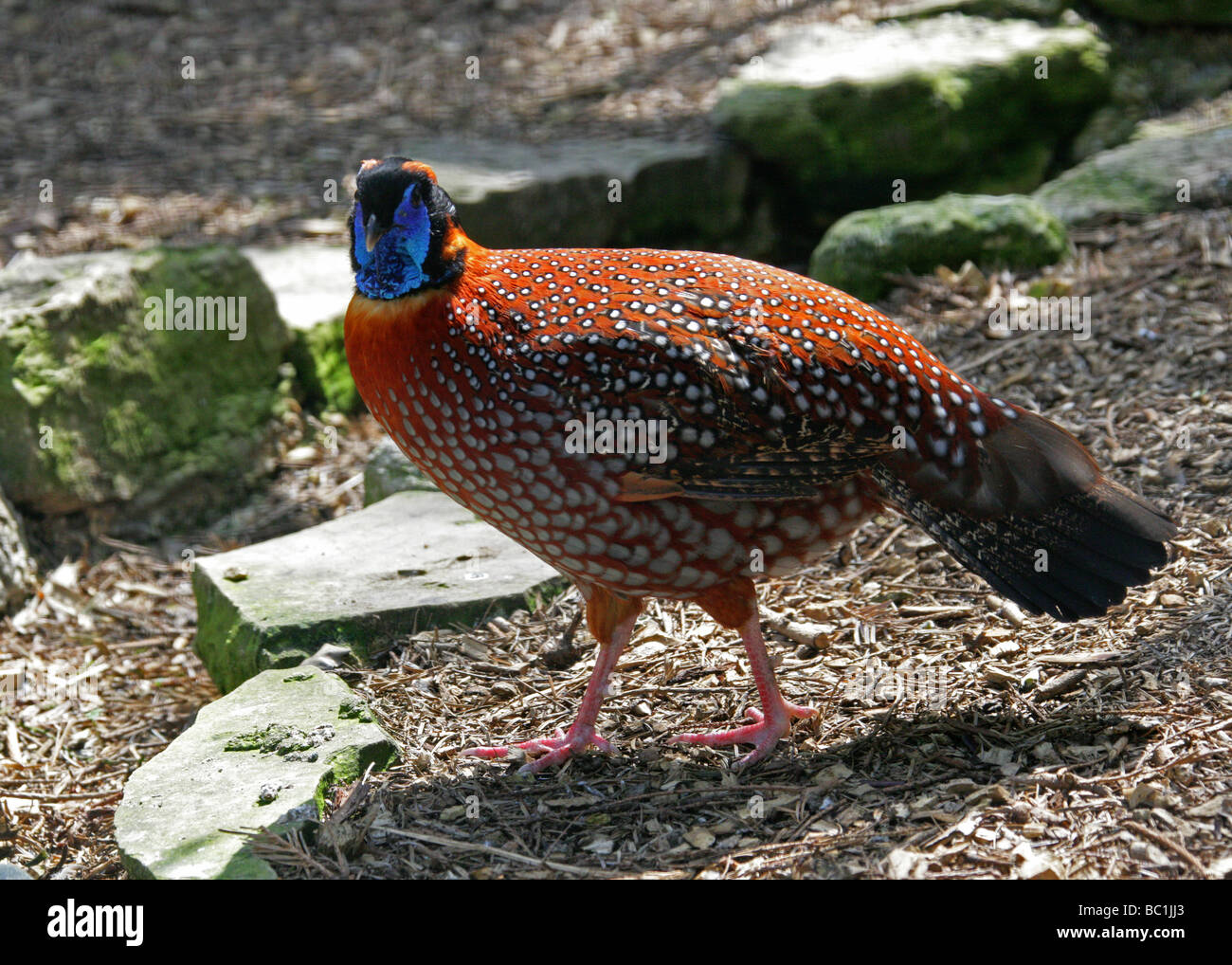 Tragopan pheasant hi-res stock photography and images - Alamy