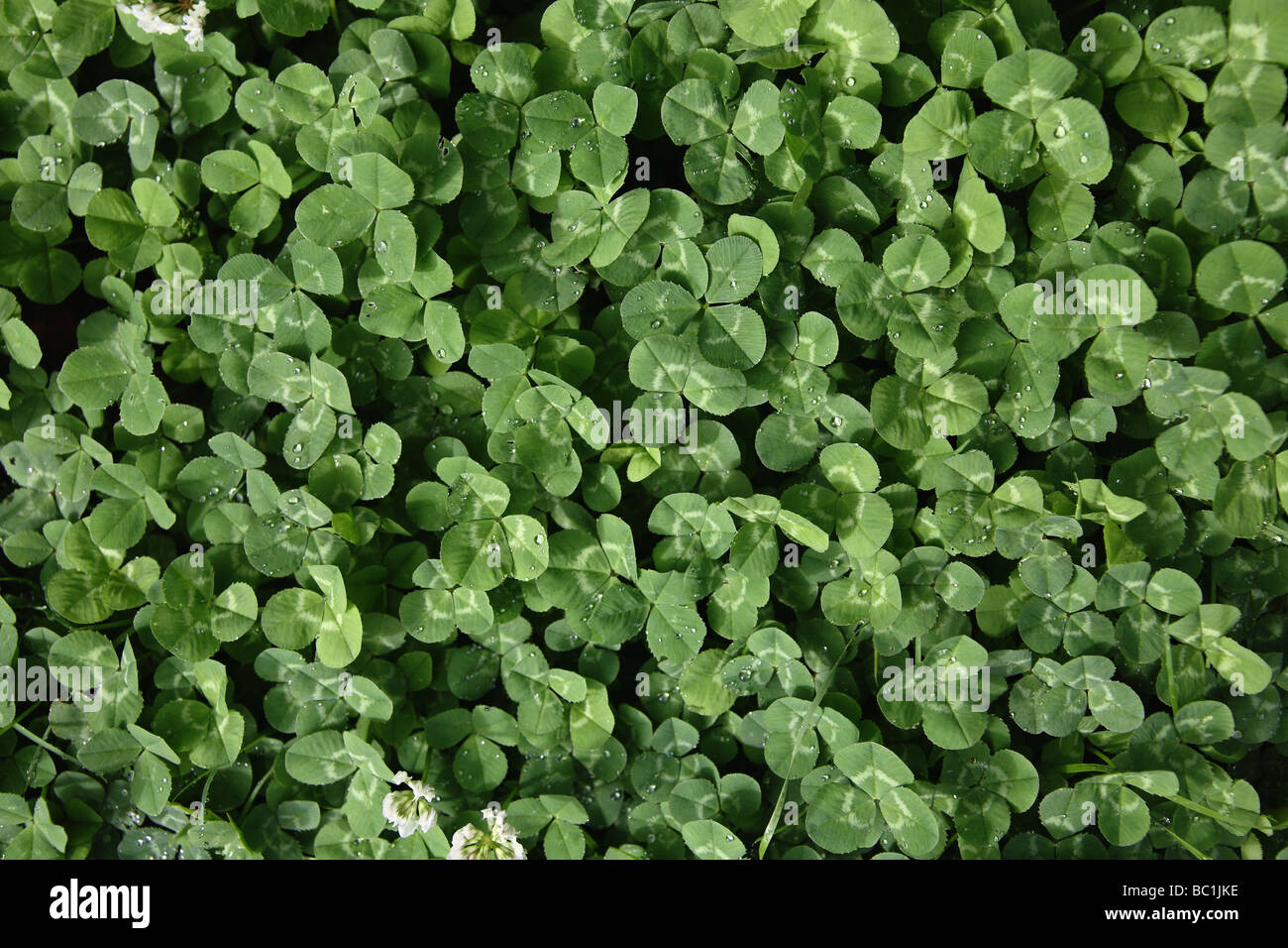 Plants clover hi-res stock photography and images - Alamy