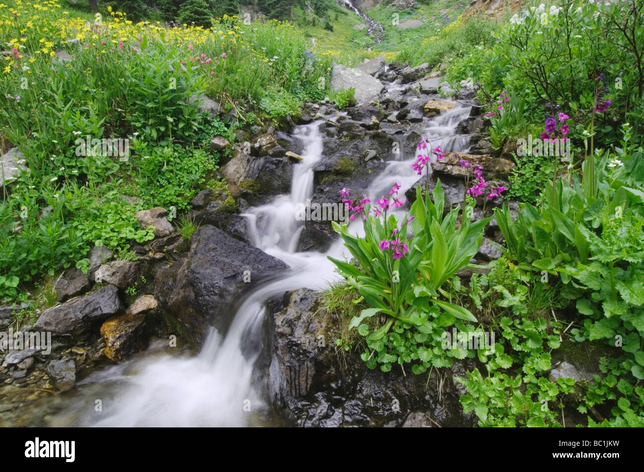 Parry s Primrose Primula parryi Ouray San Juan Mountains Rocky ...