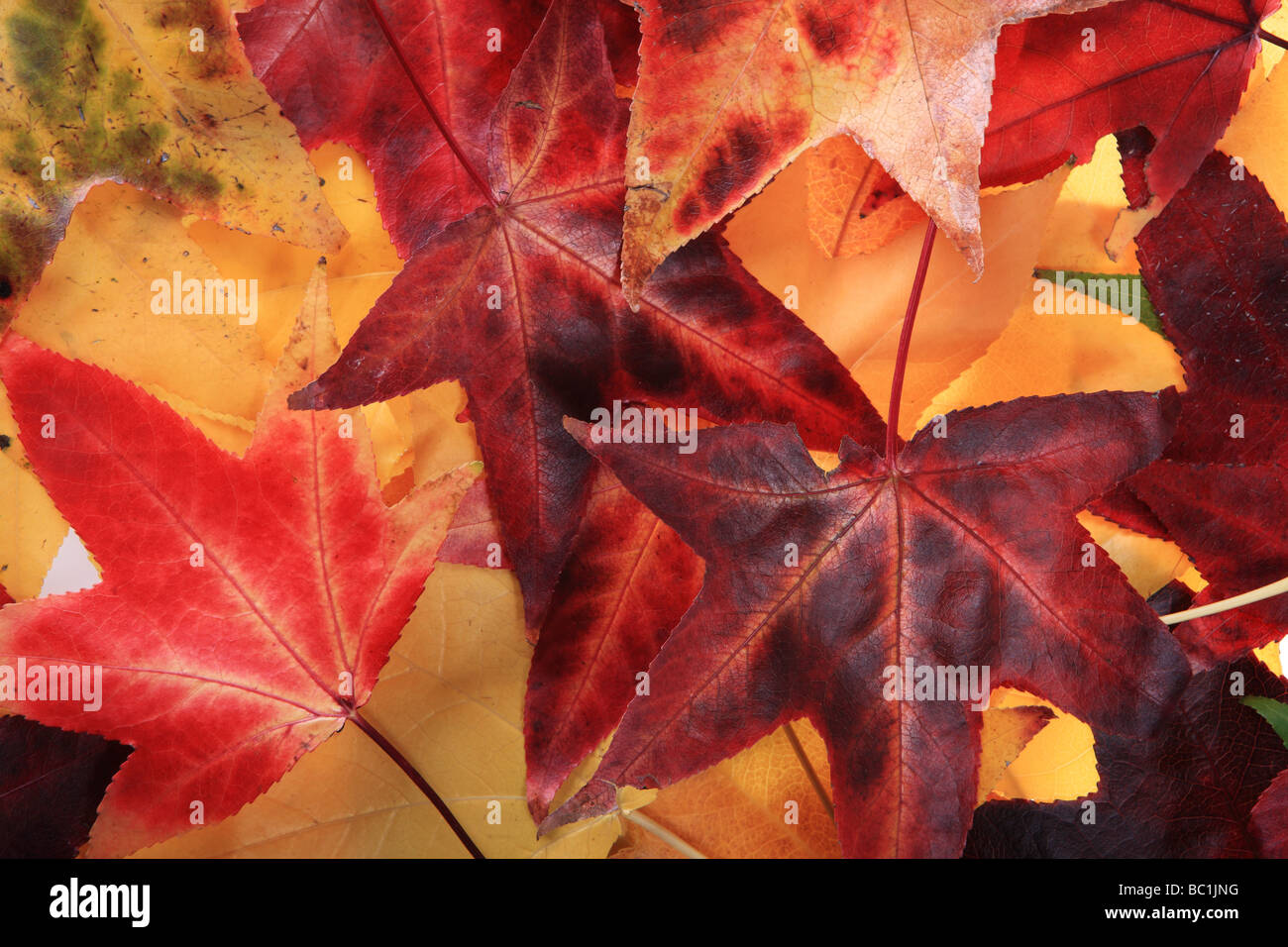 Brightly coloured atumn leaves Stock Photo - Alamy