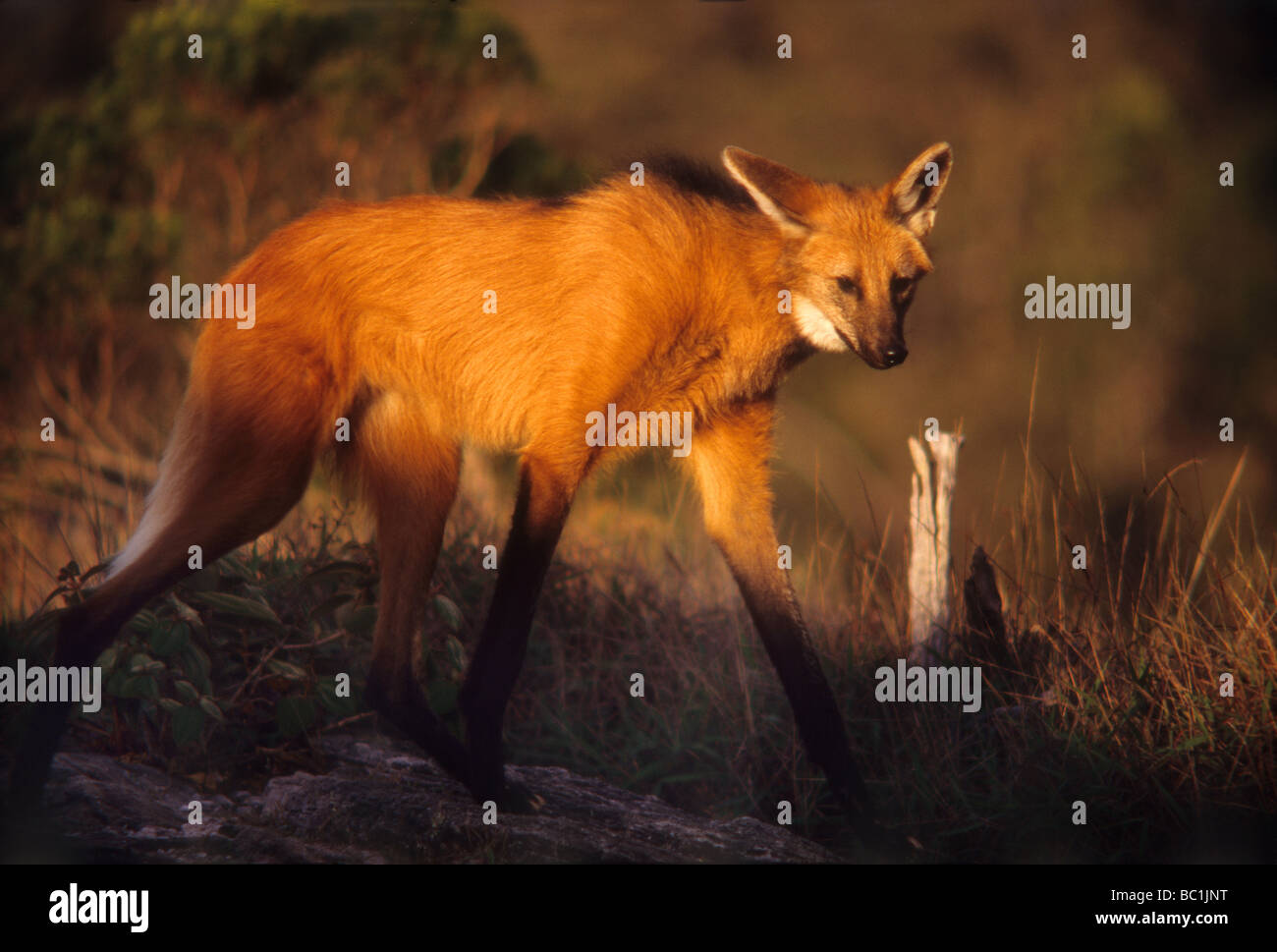 Maned wolf are very common in Ibitipoca Park, they used to approach the ...