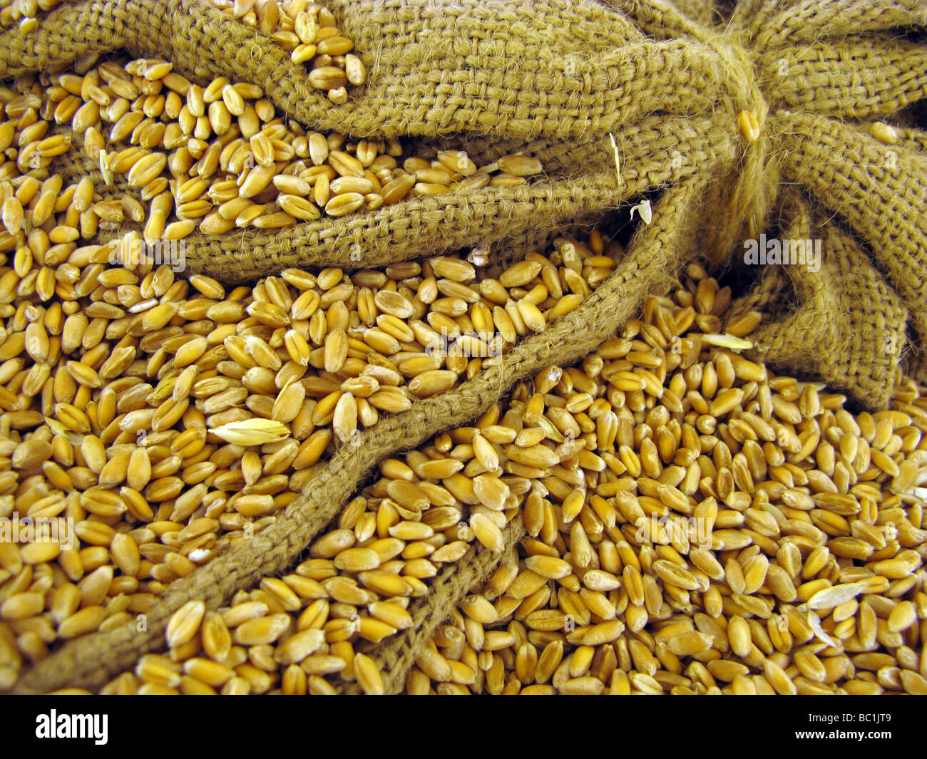 sack full of dry wheat grains Stock Photo - Alamy