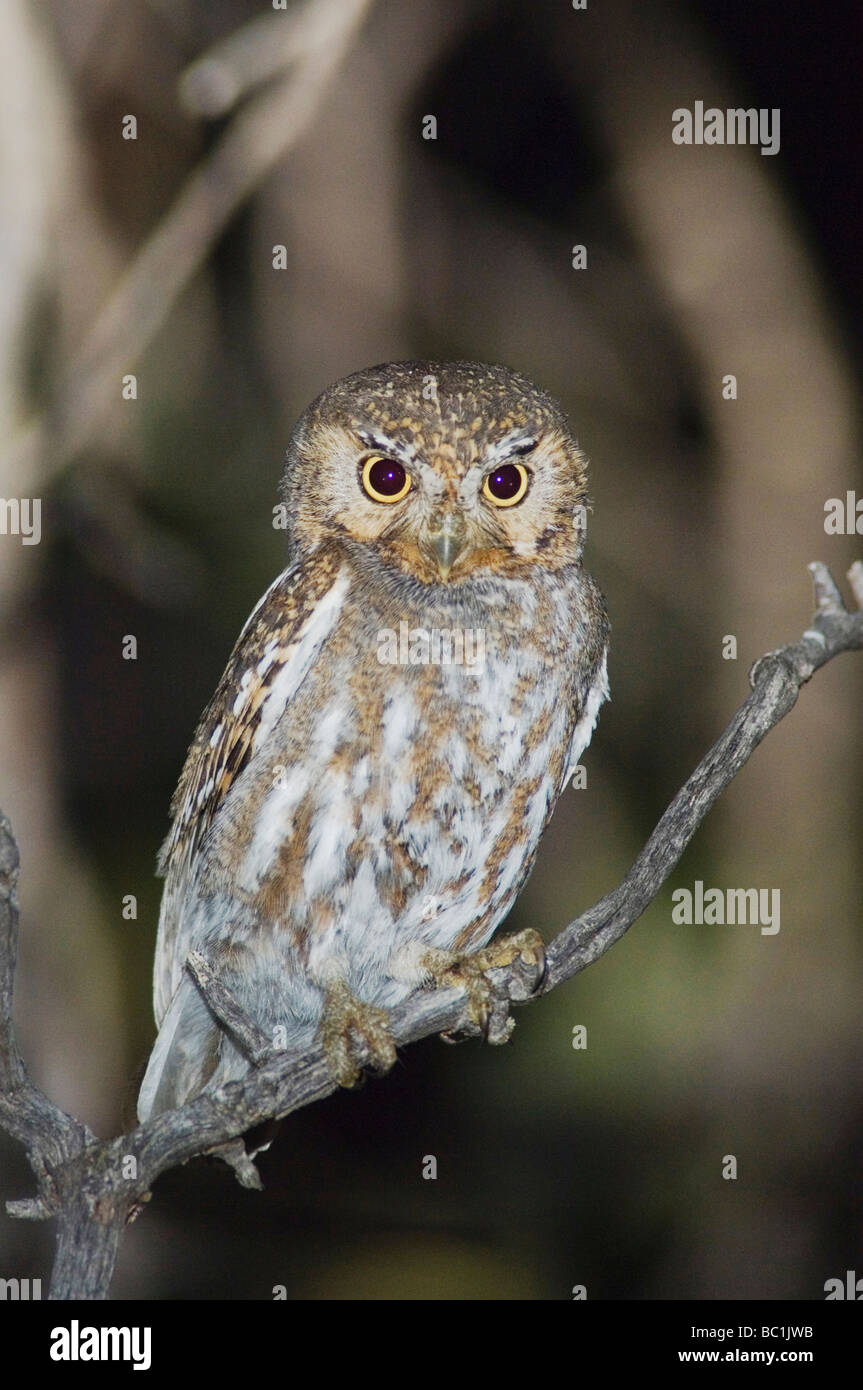 Elf owl hi-res stock photography and images - Alamy