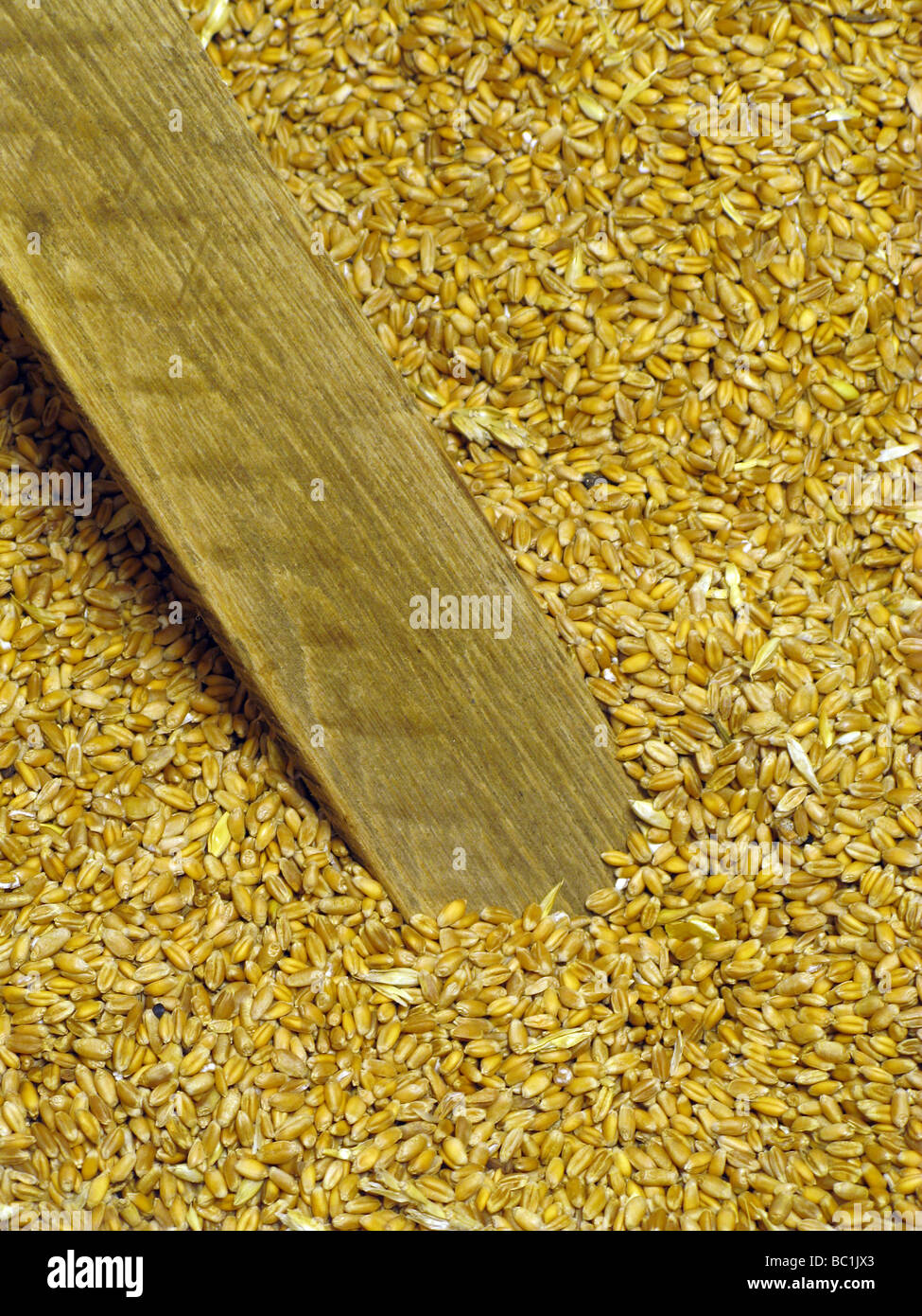 bucket full of dry wheat grains Stock Photo - Alamy