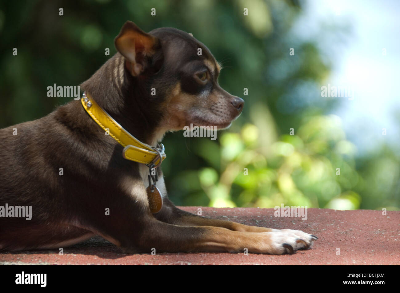 Techichi hi-res stock photography and images - Alamy