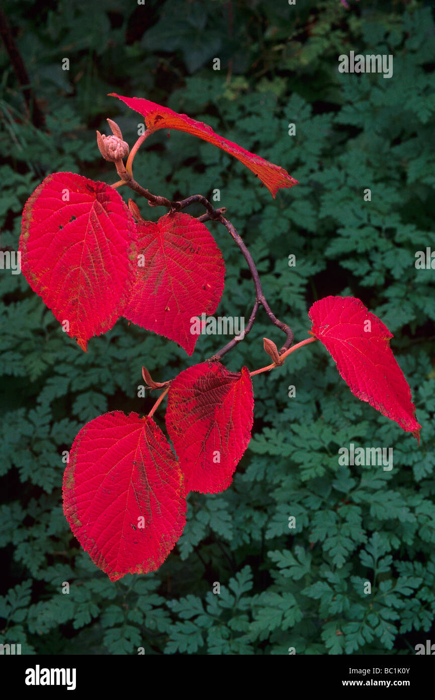 Red autumn Leaves of Hobblebush. Viburnum lantanoides Stock Photo - Alamy