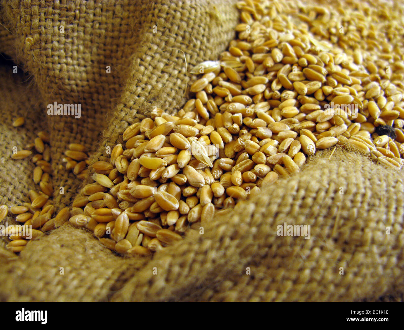 sack full of dry wheat grains Stock Photo - Alamy